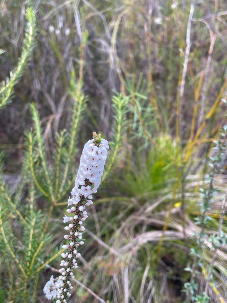 What is bush care and why is it important? - The Flat Cap Gardener