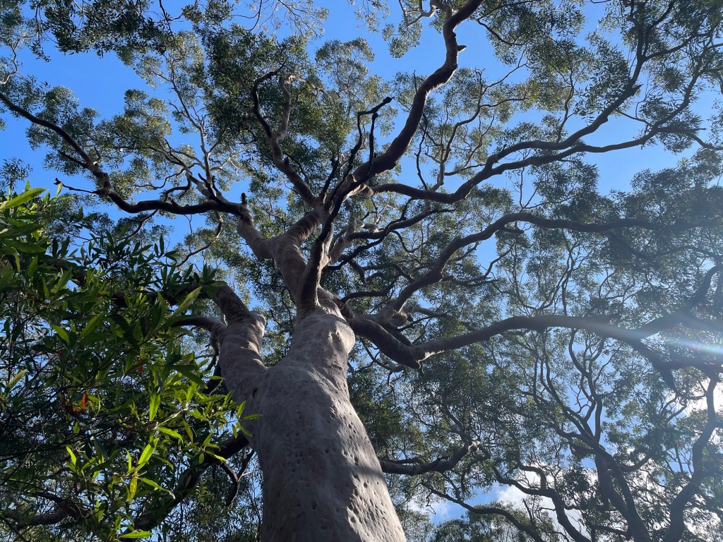 Angophora costata-Sydney red gum - The Flat Cap Gardener