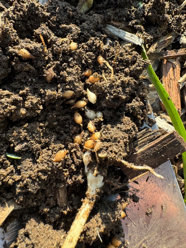 Onion weed-how to deal with it - The Flat Cap Gardener